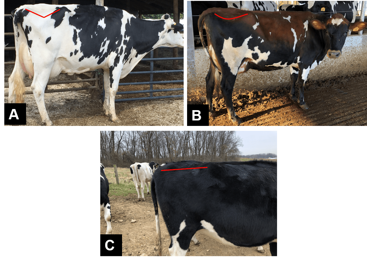 Body Condition Scoring is Important for Dairy Cattle, Too | University of Maryland Extension